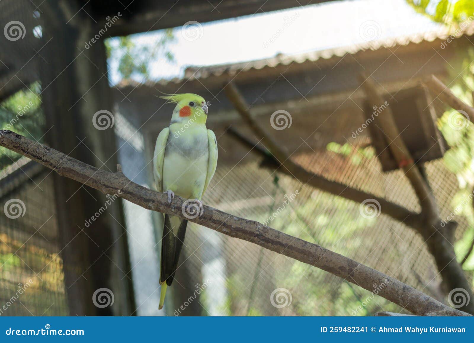 Yellow-crested parrot stock image. Image of cage, imitation - 259482241
