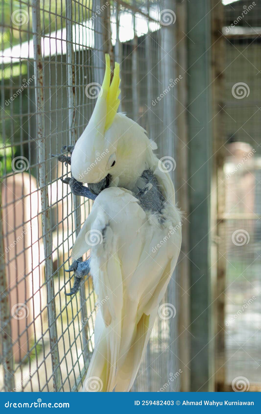Yellow-crested parrot stock image. Image of animal, pretty - 259482403