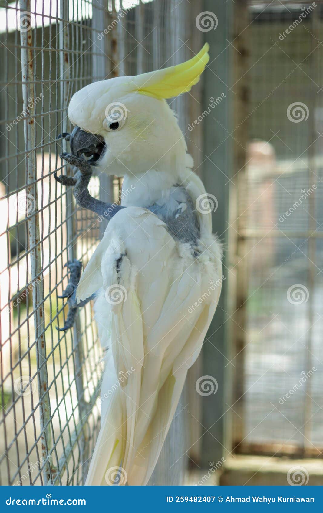 Yellow-crested parrot stock image. Image of beauty, exotic - 259482407