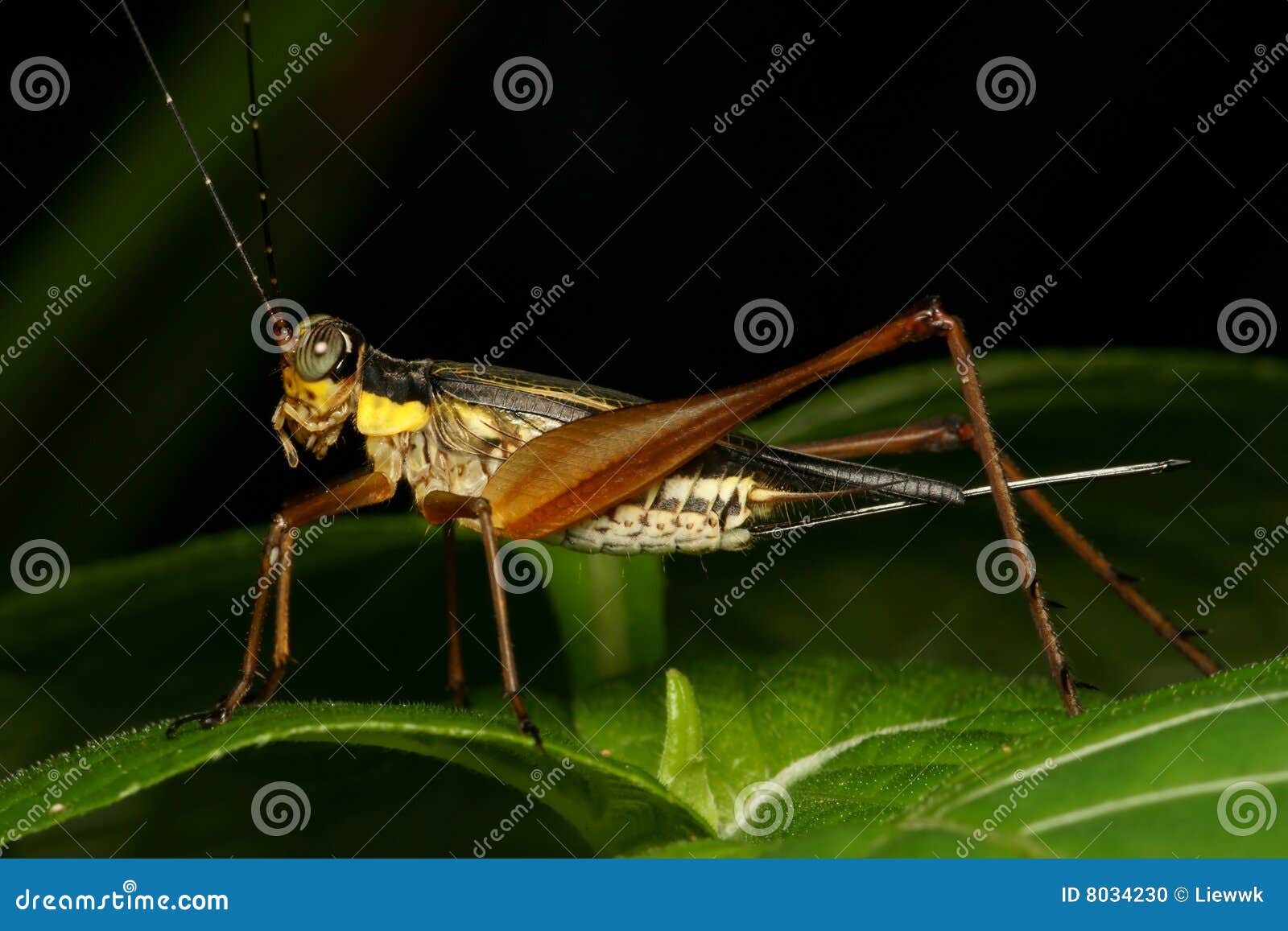 Yellow Cricket Side View Macro Stock Photo - Image of wildflower ...