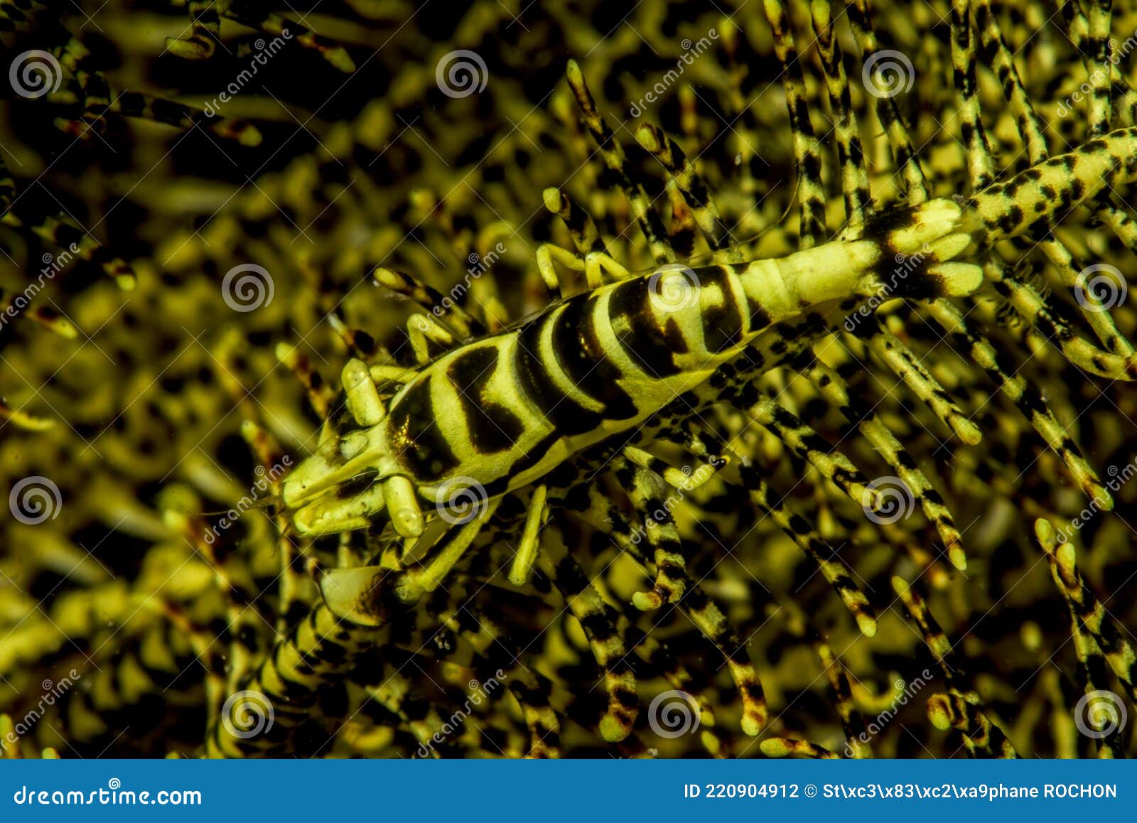 Yellow crinoid shrimp stock photo. Image of critter - 220904912