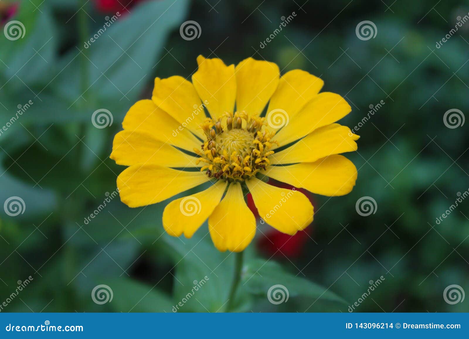 Yellow Crisan Stock Photos - Free & Royalty-Free Stock Photos from ...