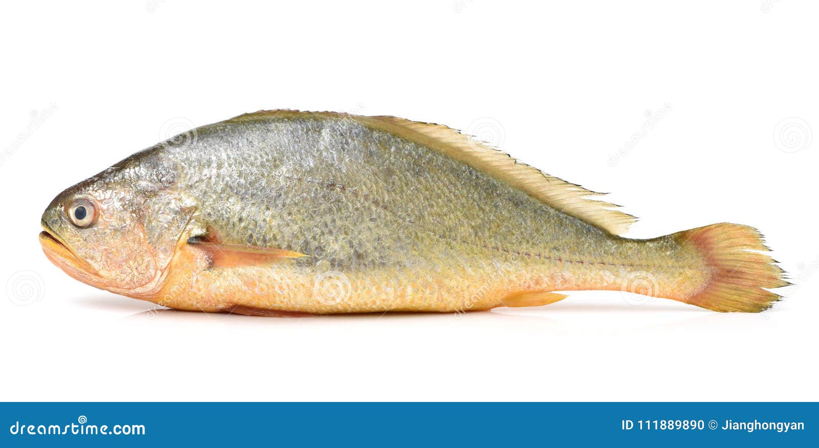 Yellow Croaker Fish stock photo. Image of dinner, yellow - 111889890