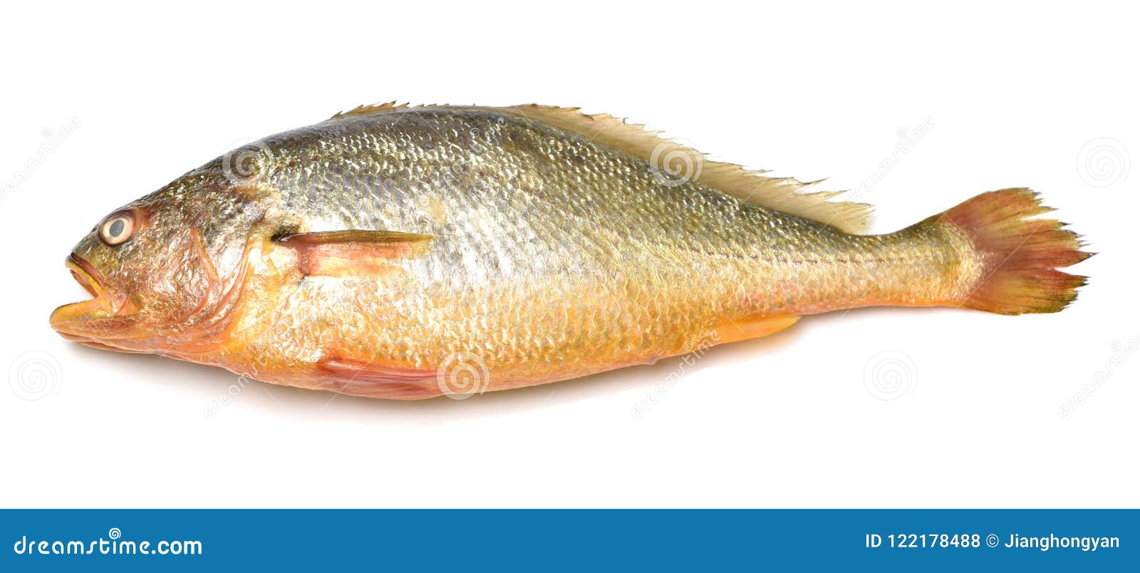 Yellow Croaker Fish Isolated Stock Photo - Image of aquatic, white ...
