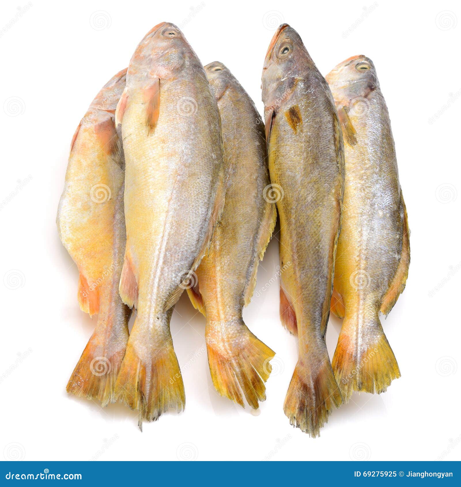 Yellow Croaker Fish stock image. Image of background - 69275925