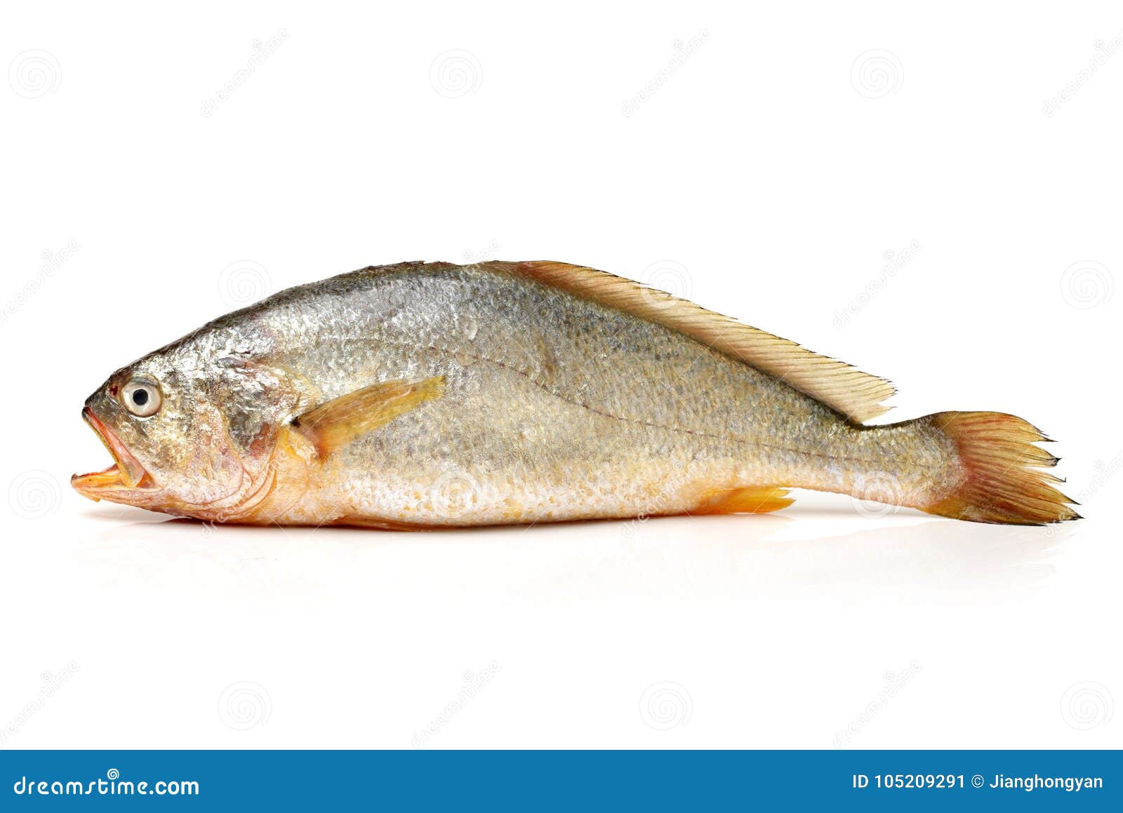 Yellow Croaker Fish stock image. Image of freshness - 105209291