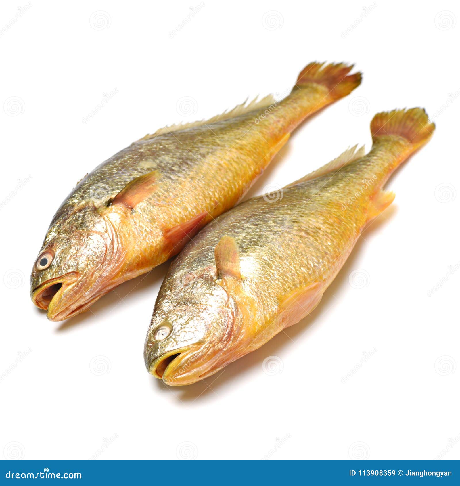 Yellow Croaker Fish stock image. Image of isolated, eating - 113908359
