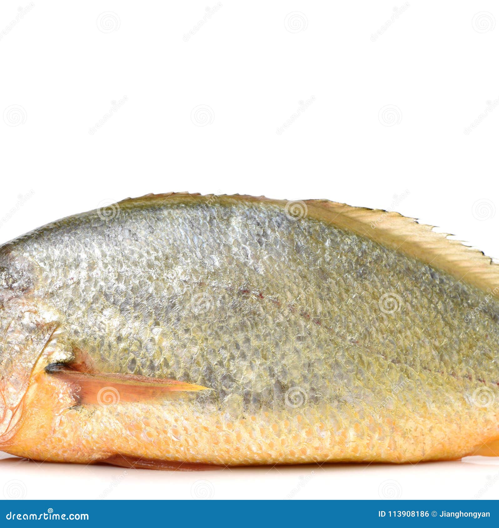 Yellow Croaker Fish stock photo. Image of yellow, eating - 113908186