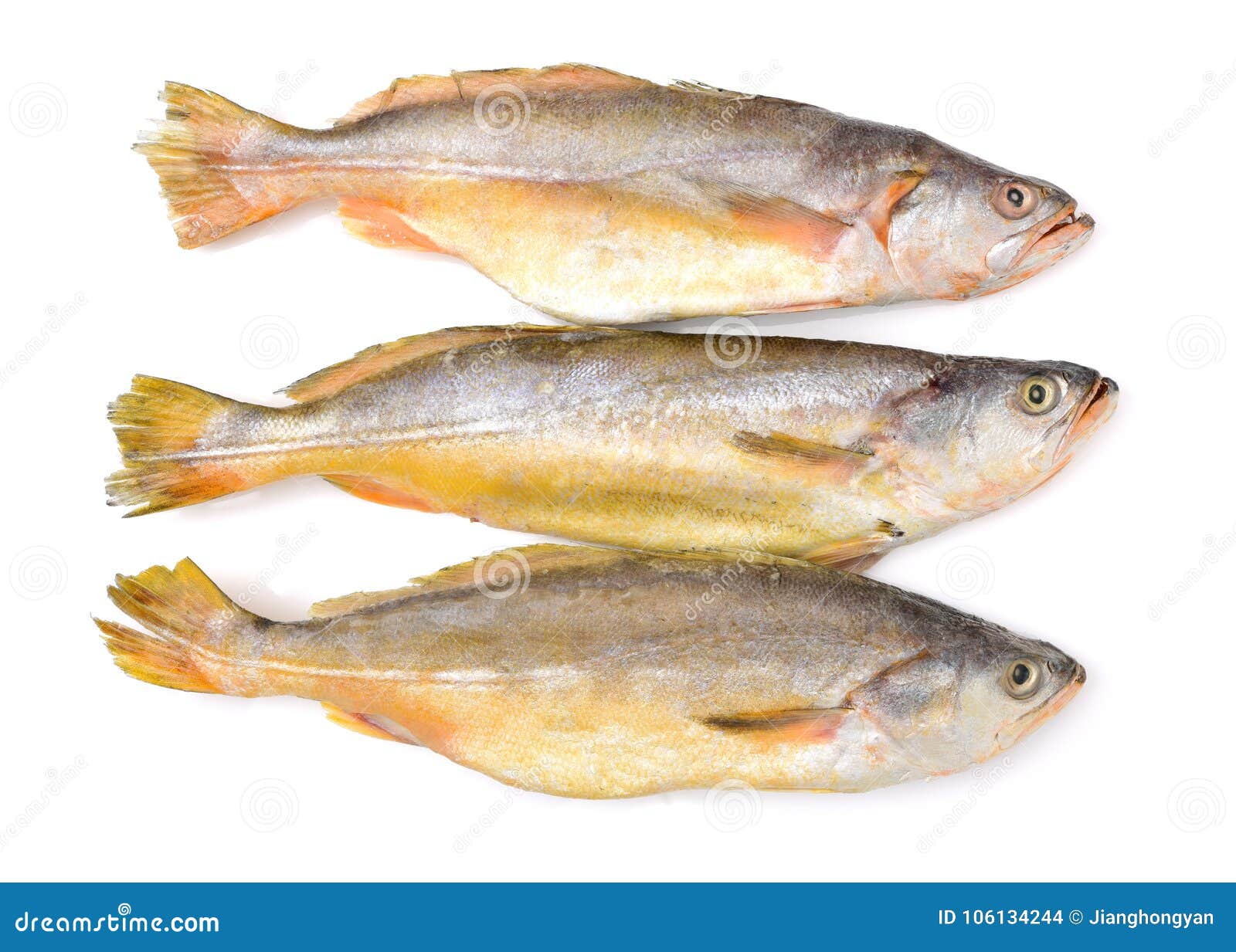 Yellow Croaker Fish stock photo. Image of eating, drink - 106134244