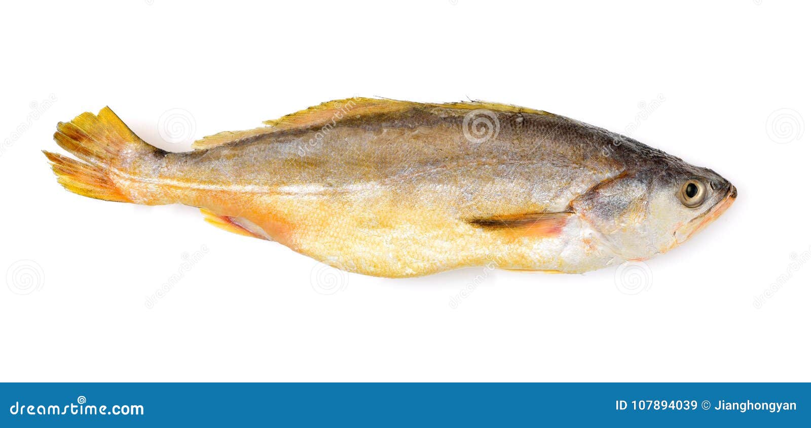 Yellow Croaker stock image. Image of animal, protein - 107894039