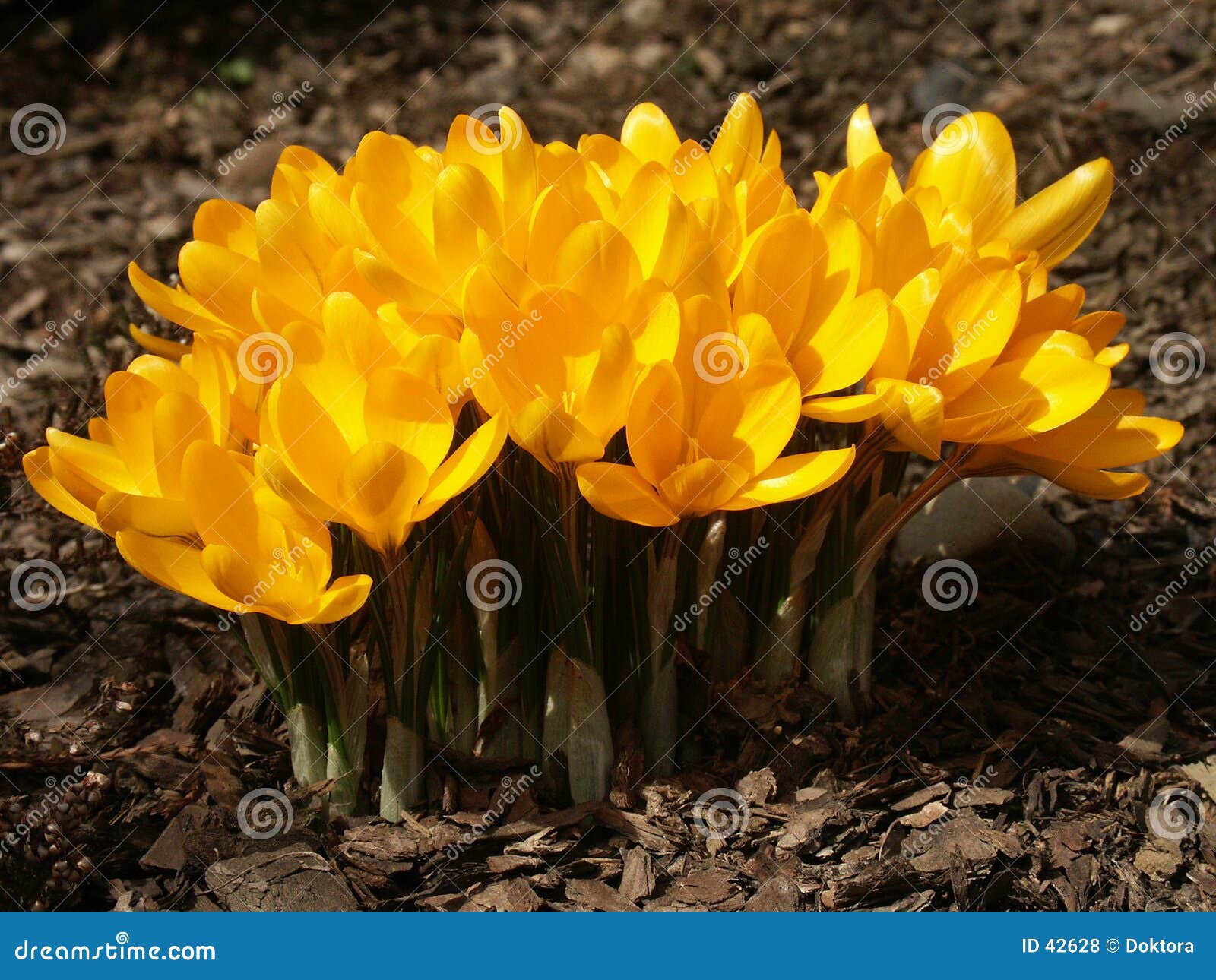 Yellow crocus #03 stock photo. Image of autumn, macro, flowers - 42628