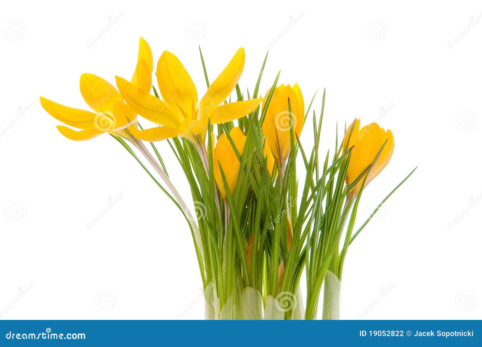 Yellow crocus stock photo. Image of leaf, botanic, green - 19052822