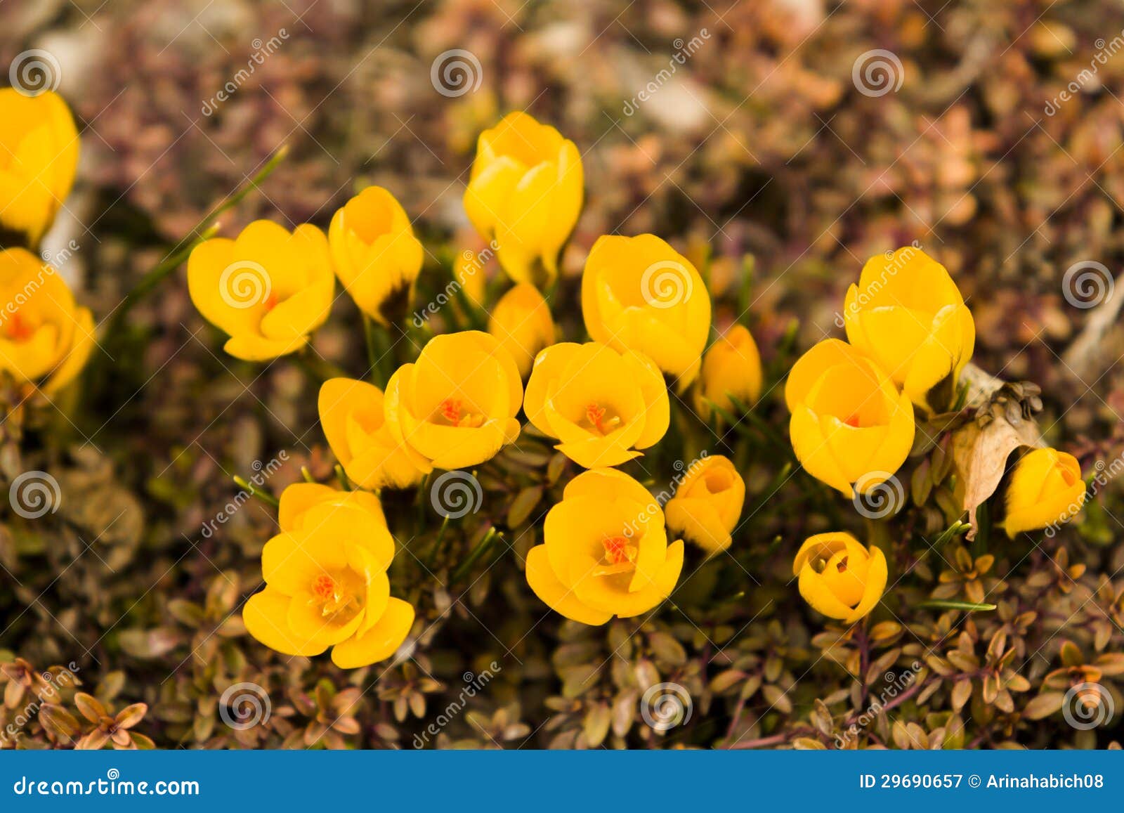 Yellow crocus stock image. Image of bloom, croci, plant - 29690657