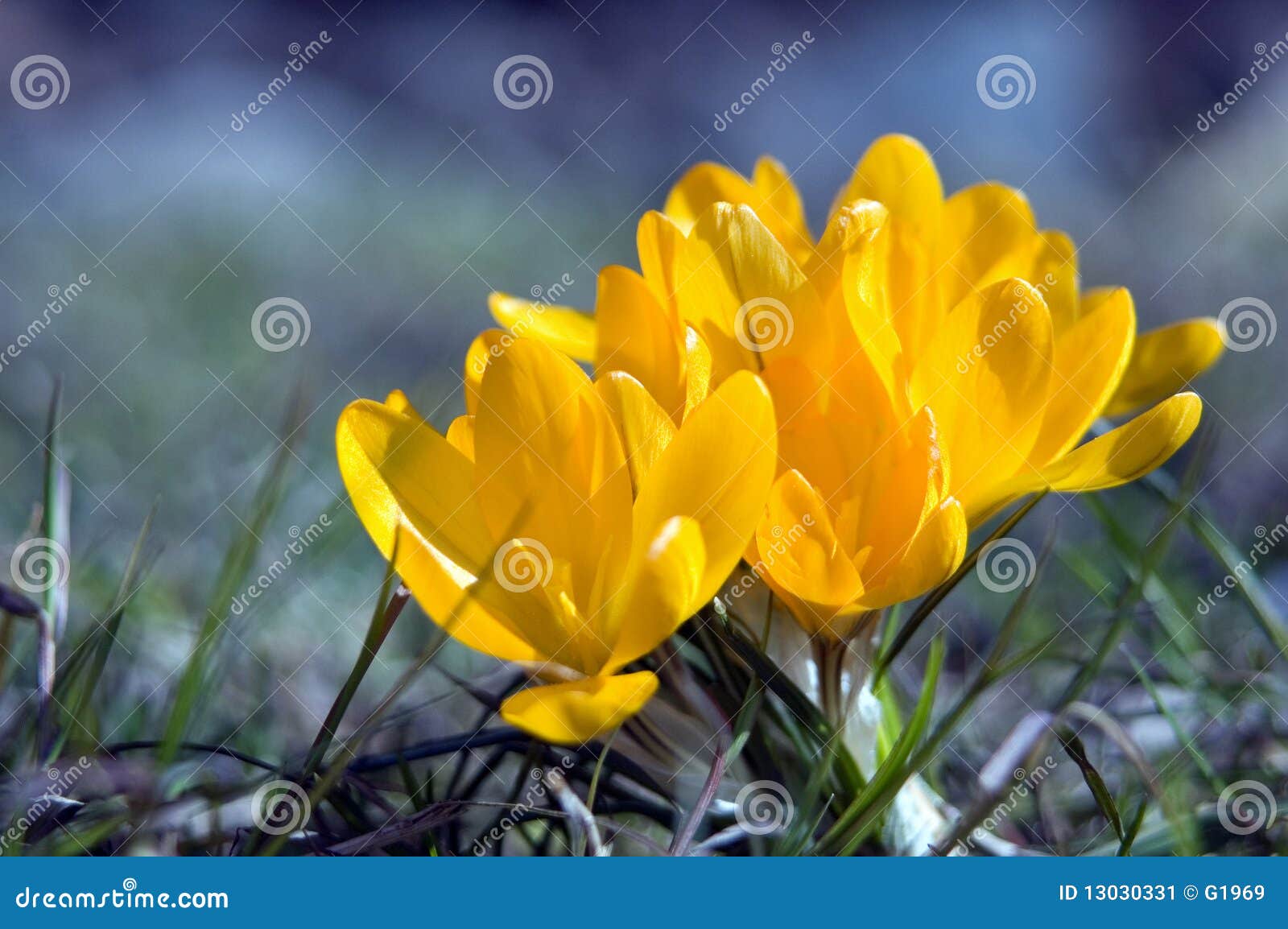 Yellow crocus_3 stock image. Image of nature, early, awaking - 13030331