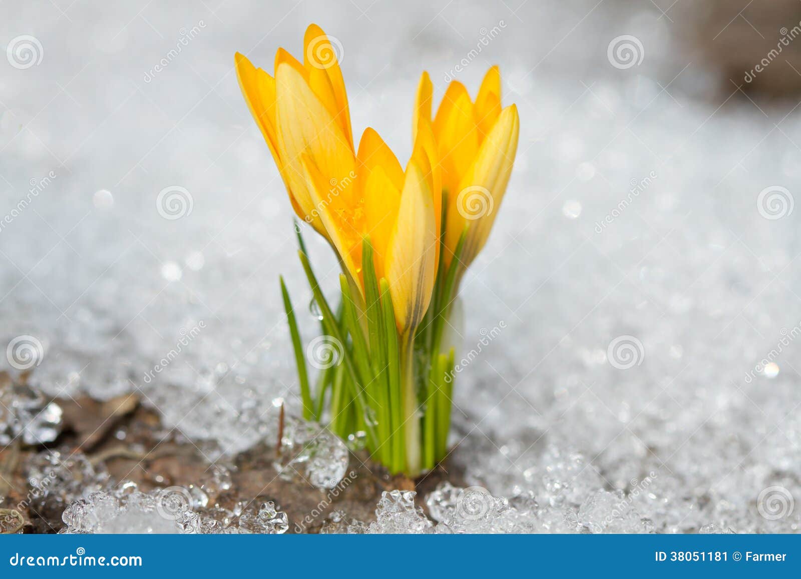 Yellow crocus stock image. Image of leaves, decoration - 38051181