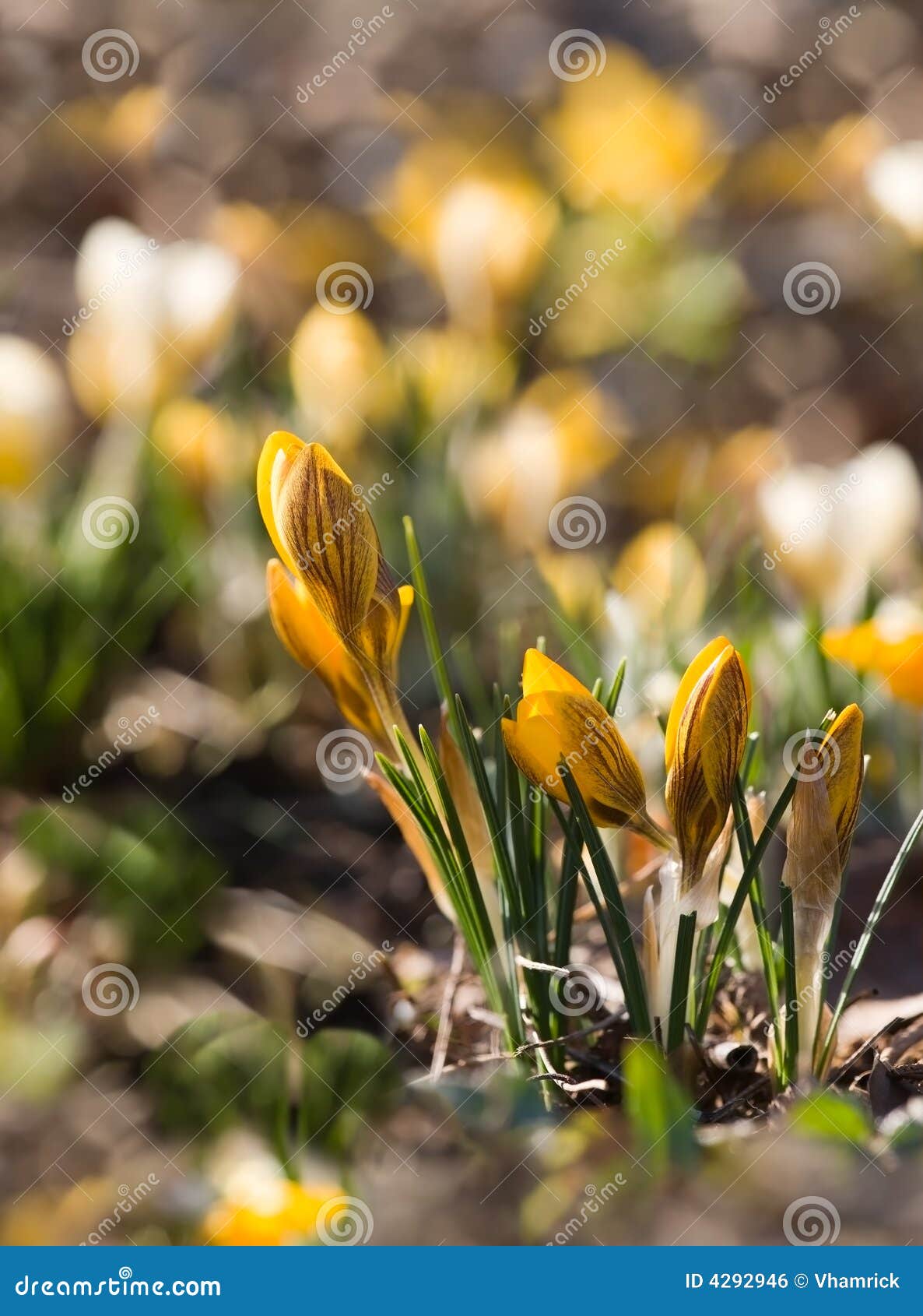 Yellow crocus stock photo. Image of abstract, winter, plant - 4292946
