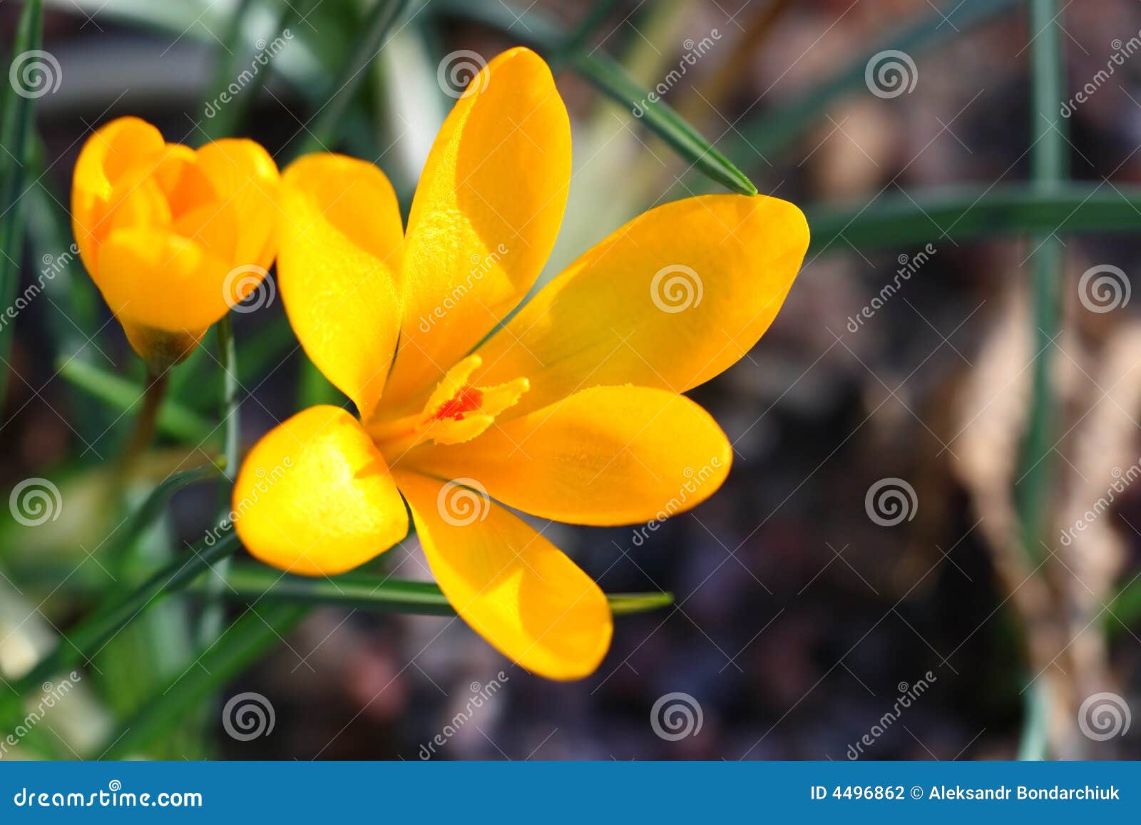 Yellow crocus stock photo. Image of head, grass, blossom - 4496862