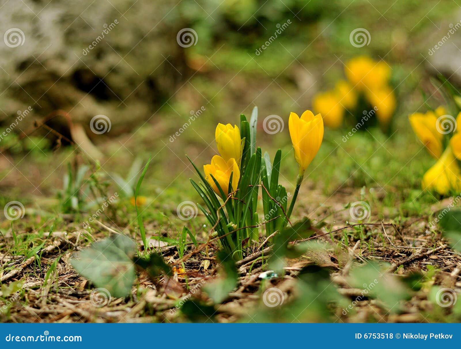 Yellow crocus stock photo. Image of staemen, beauty, beautiful - 6753518