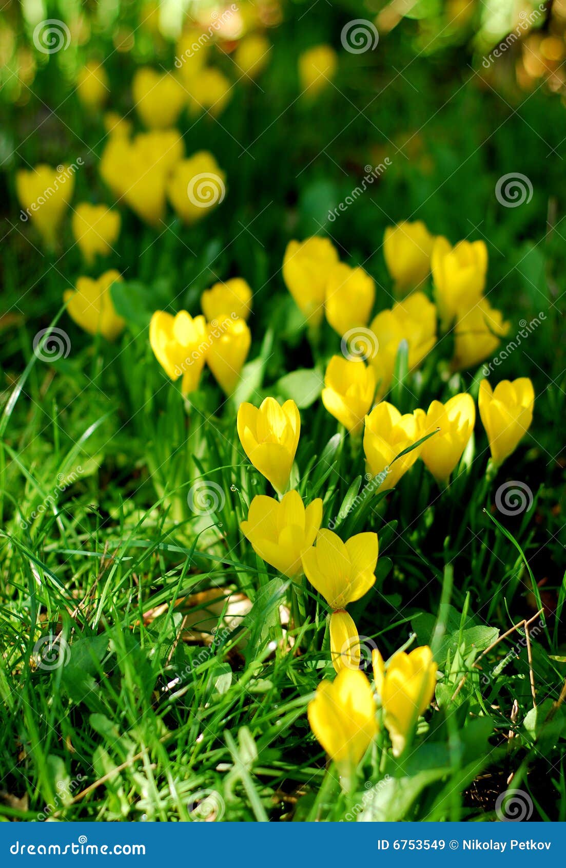 Yellow crocus stock image. Image of focus, soft, garden - 6753549