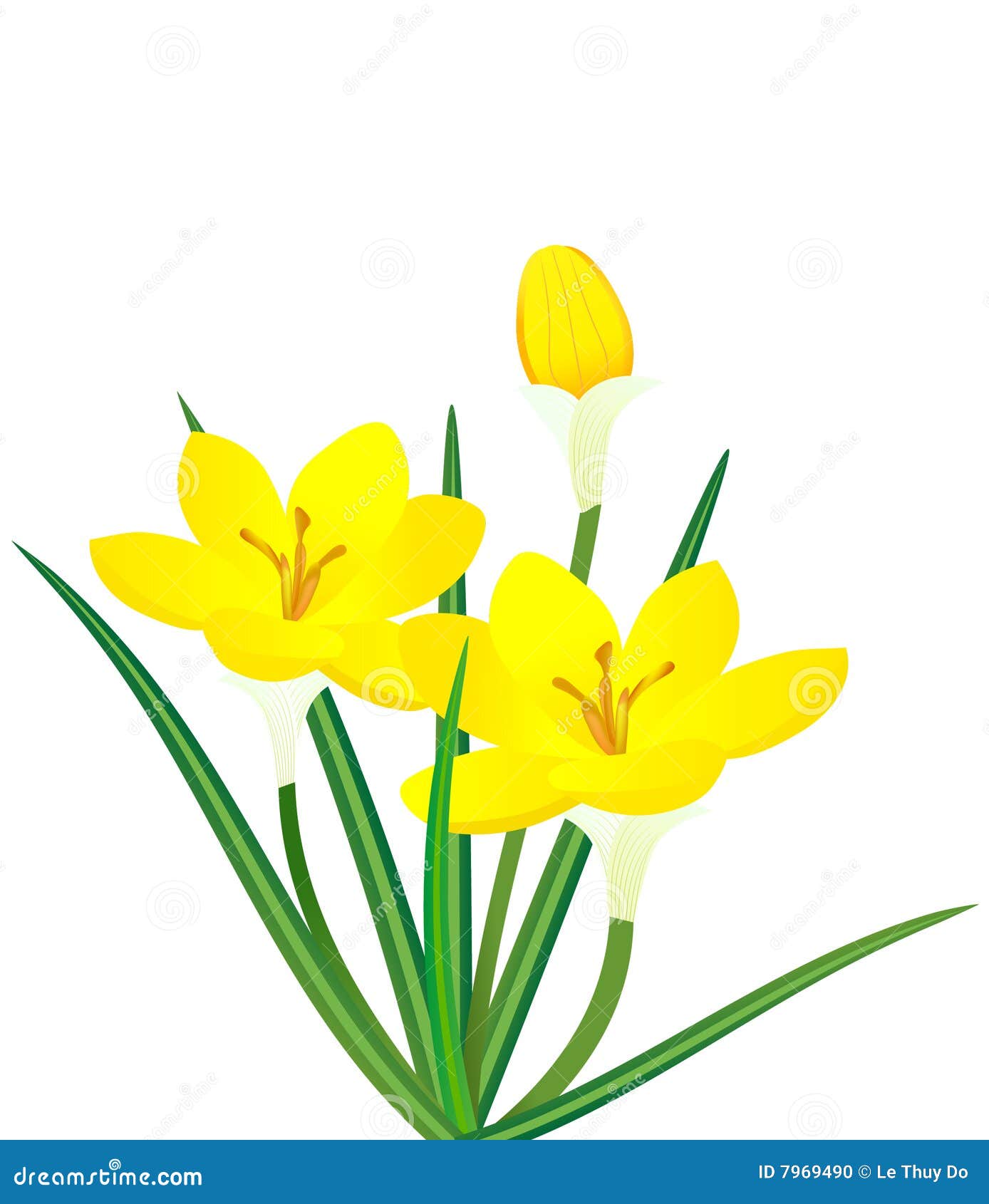 Yellow Crocus stock vector. Illustration of seasonal, leaves - 7969490