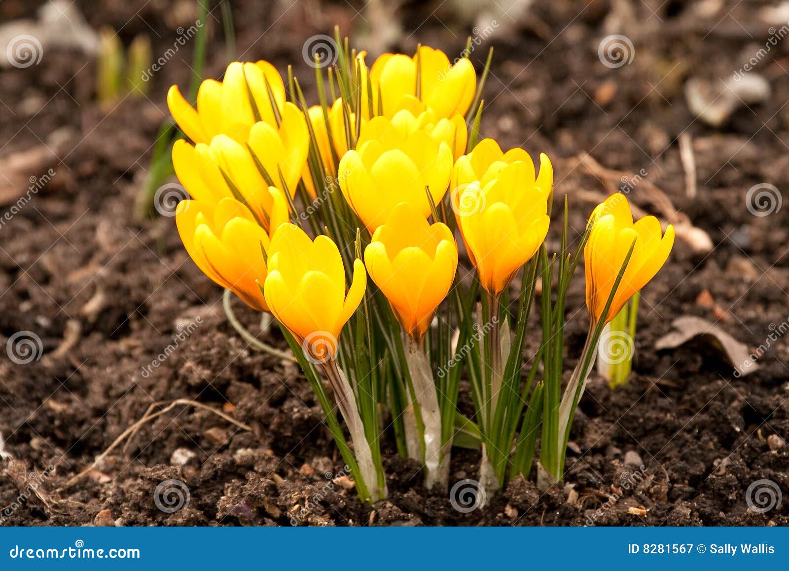 Yellow Crocus stock image. Image of colors, bulbs, bark - 8281567