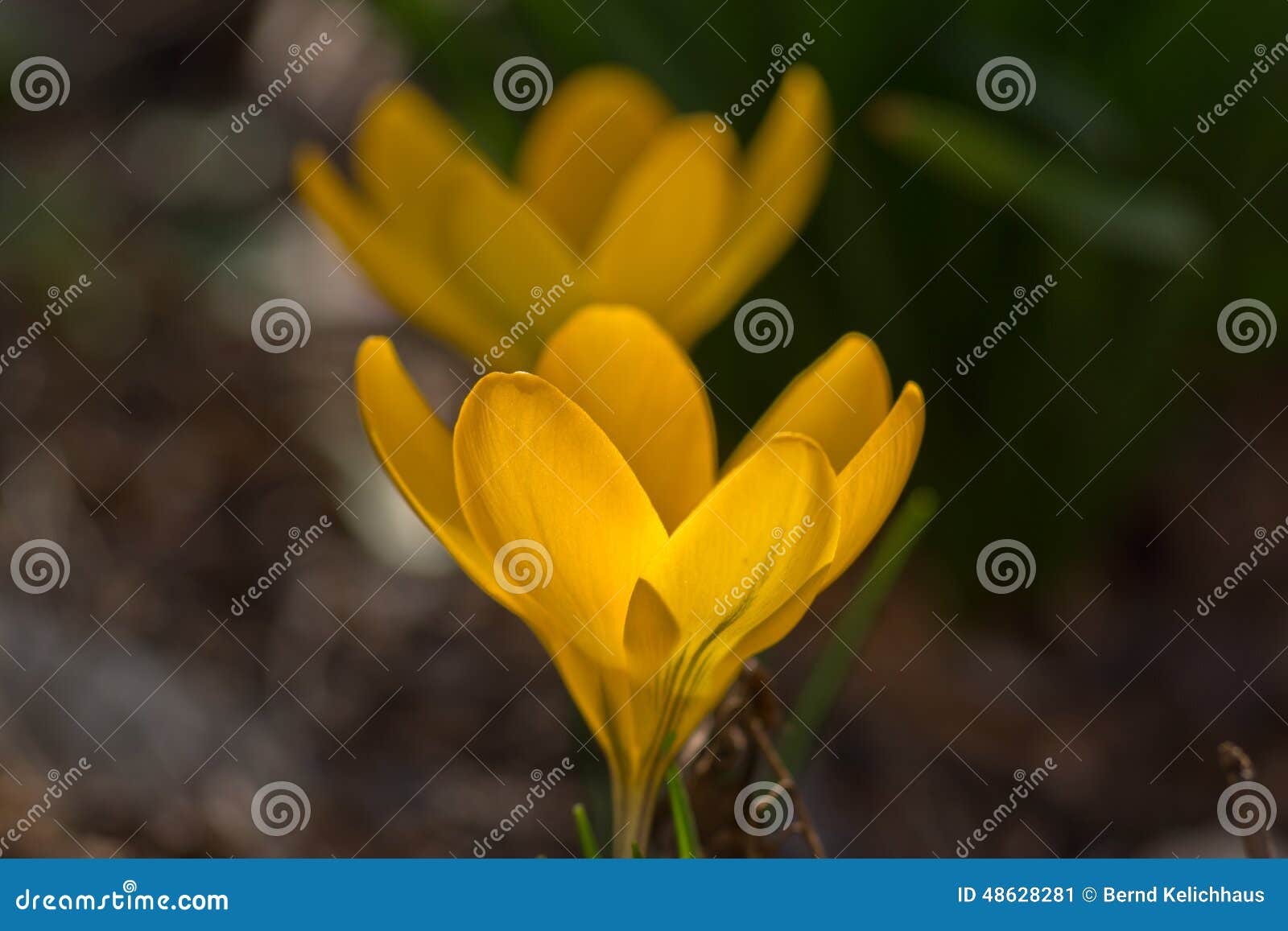Yellow crocus stock image. Image of outdoor, flower, pattern - 48628281
