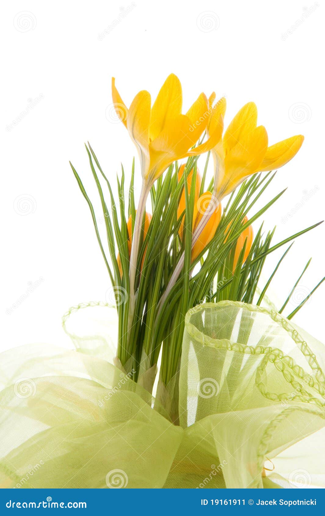 Yellow crocus bouquet stock image. Image of spring, vertical - 19161911