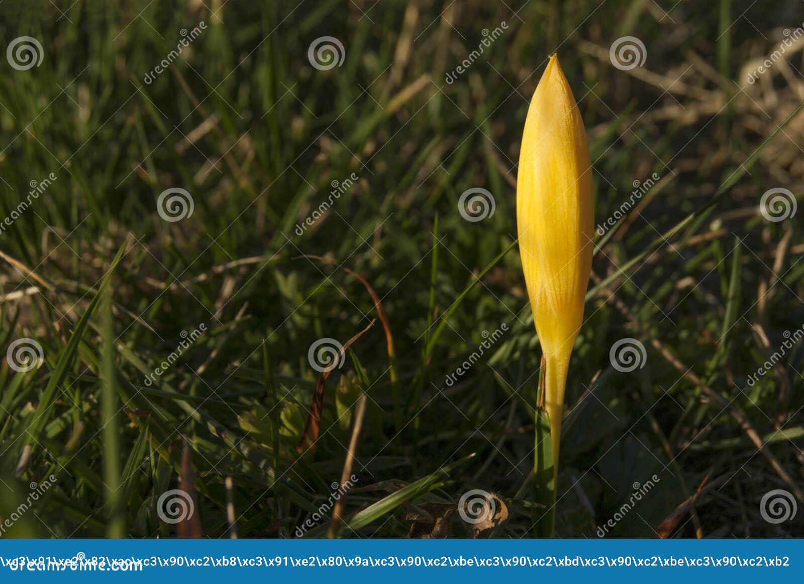 Yellow crocus bud stock photo. Image of birth, rare - 101184008