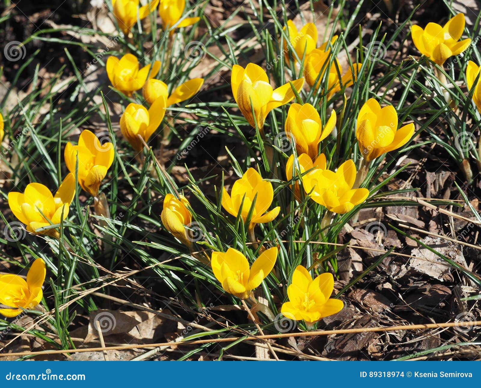 Yellow Crocus Chrysanthus Goldilocks Stock Photo - Image of garden ...