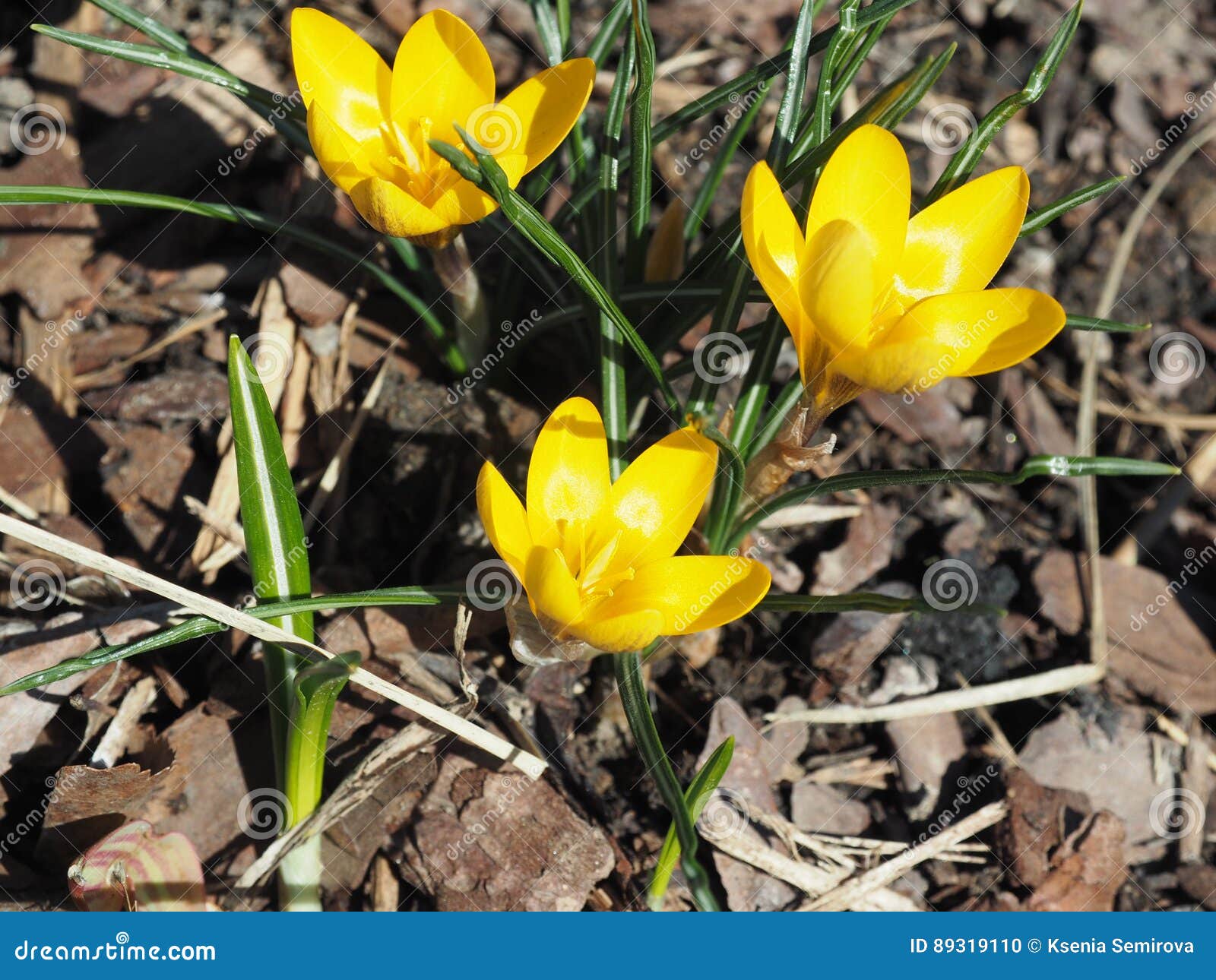 Yellow Crocus Chrysanthus Goldilocks Stock Photo - Image of bloom ...