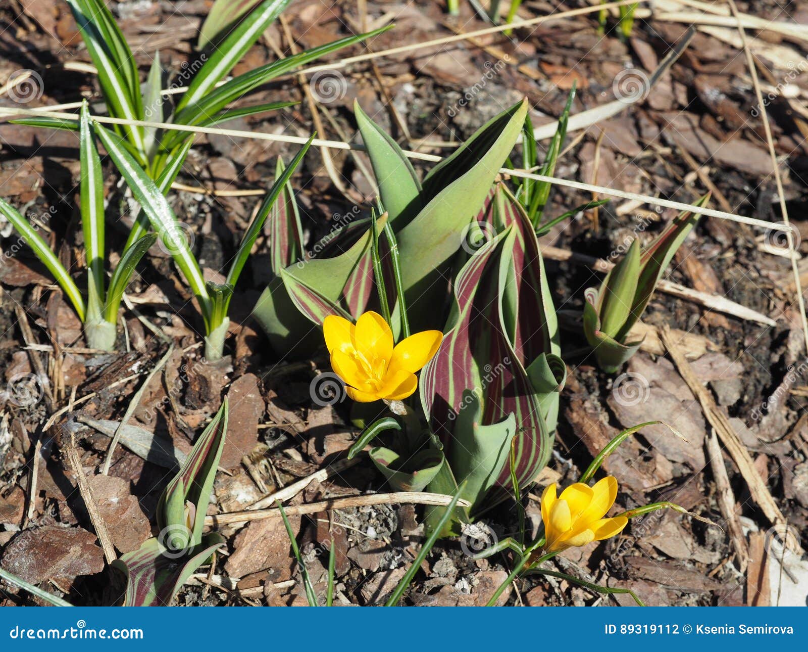Yellow Crocus Chrysanthus Goldilocks Stock Photo - Image of cotswold ...