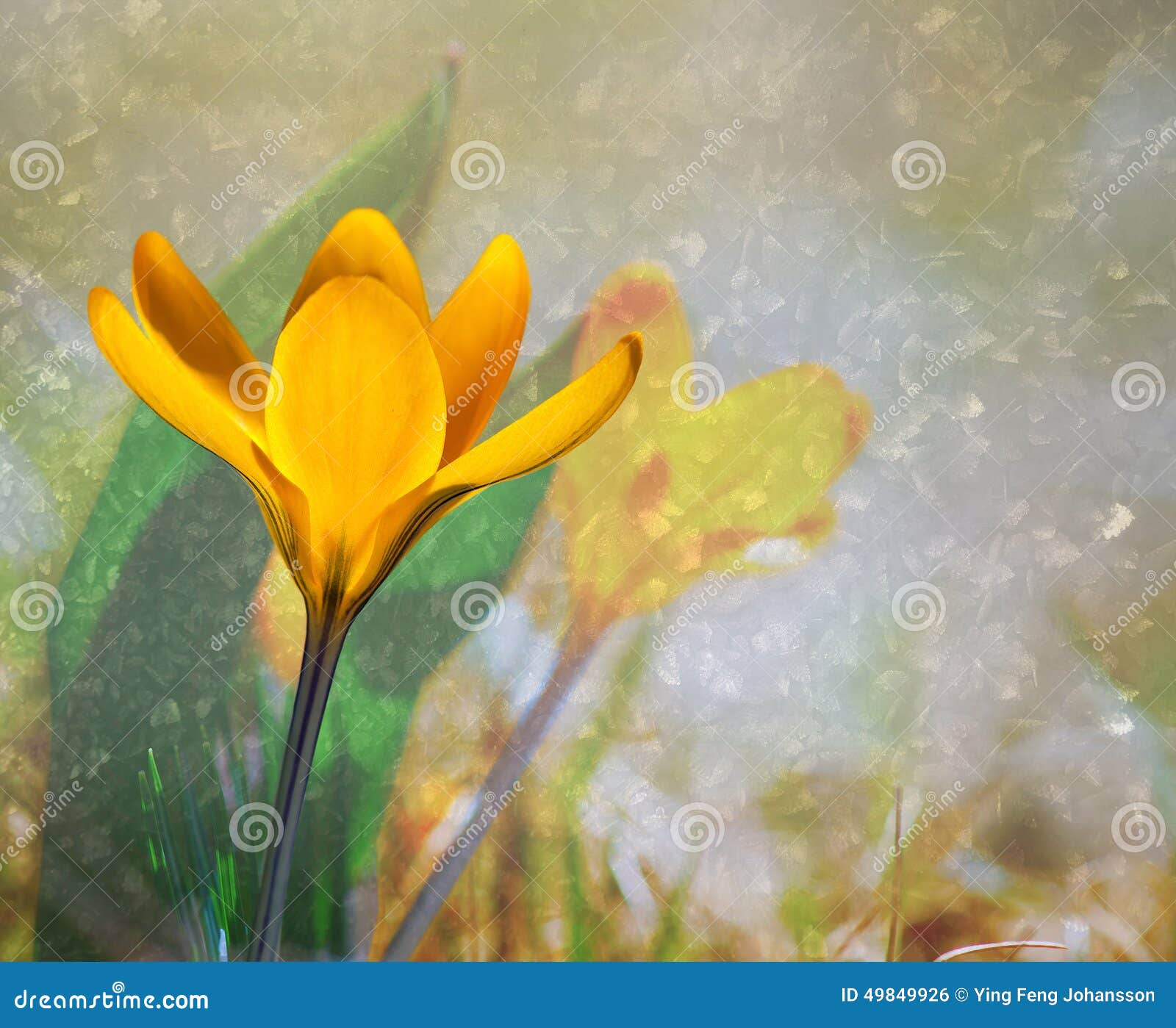 Yellow crocus stock photo. Image of plant, vibrant, crocus - 49849926
