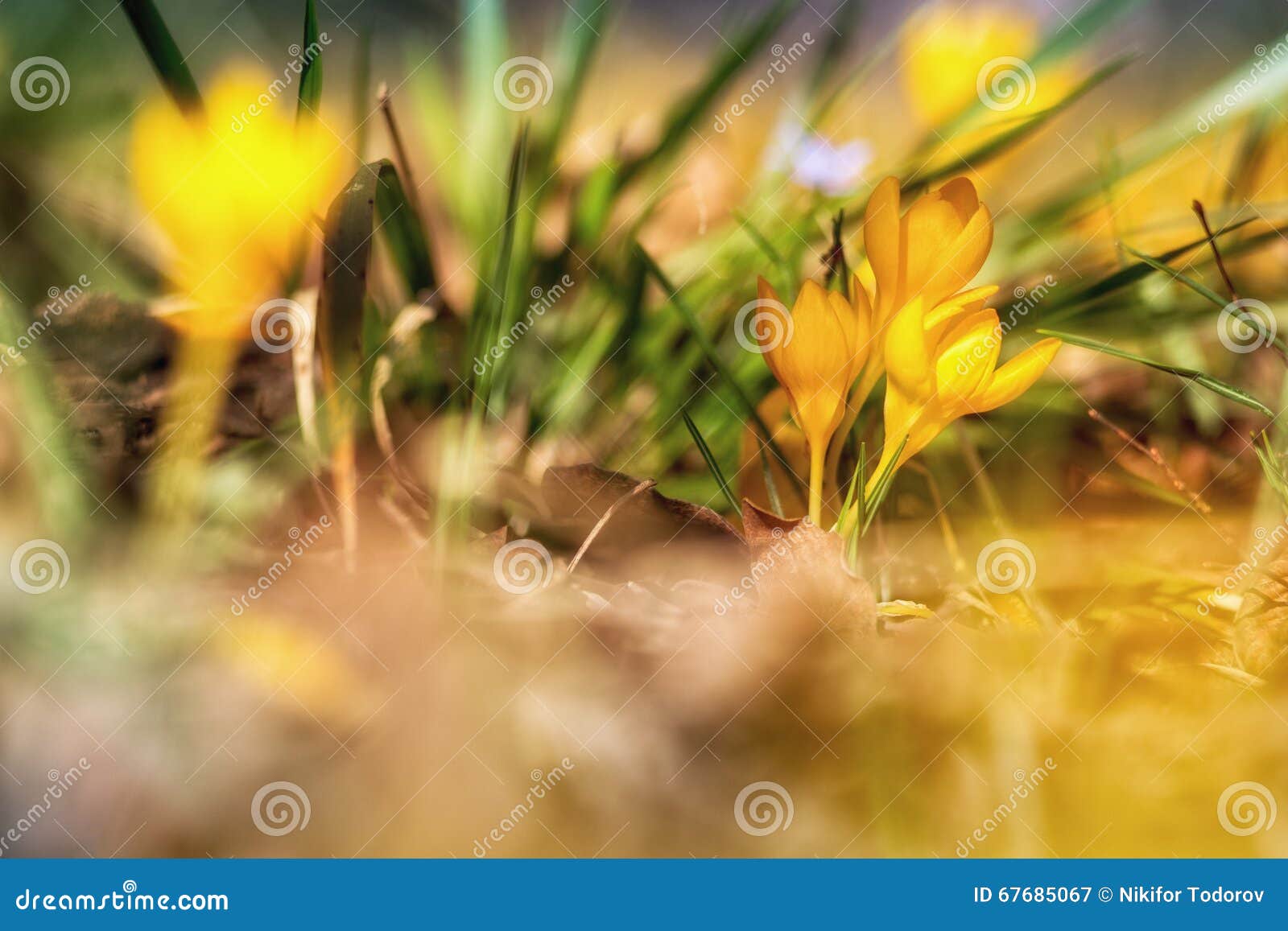 Yellow Crocus, stock image. Image of color, green, nature - 67685067