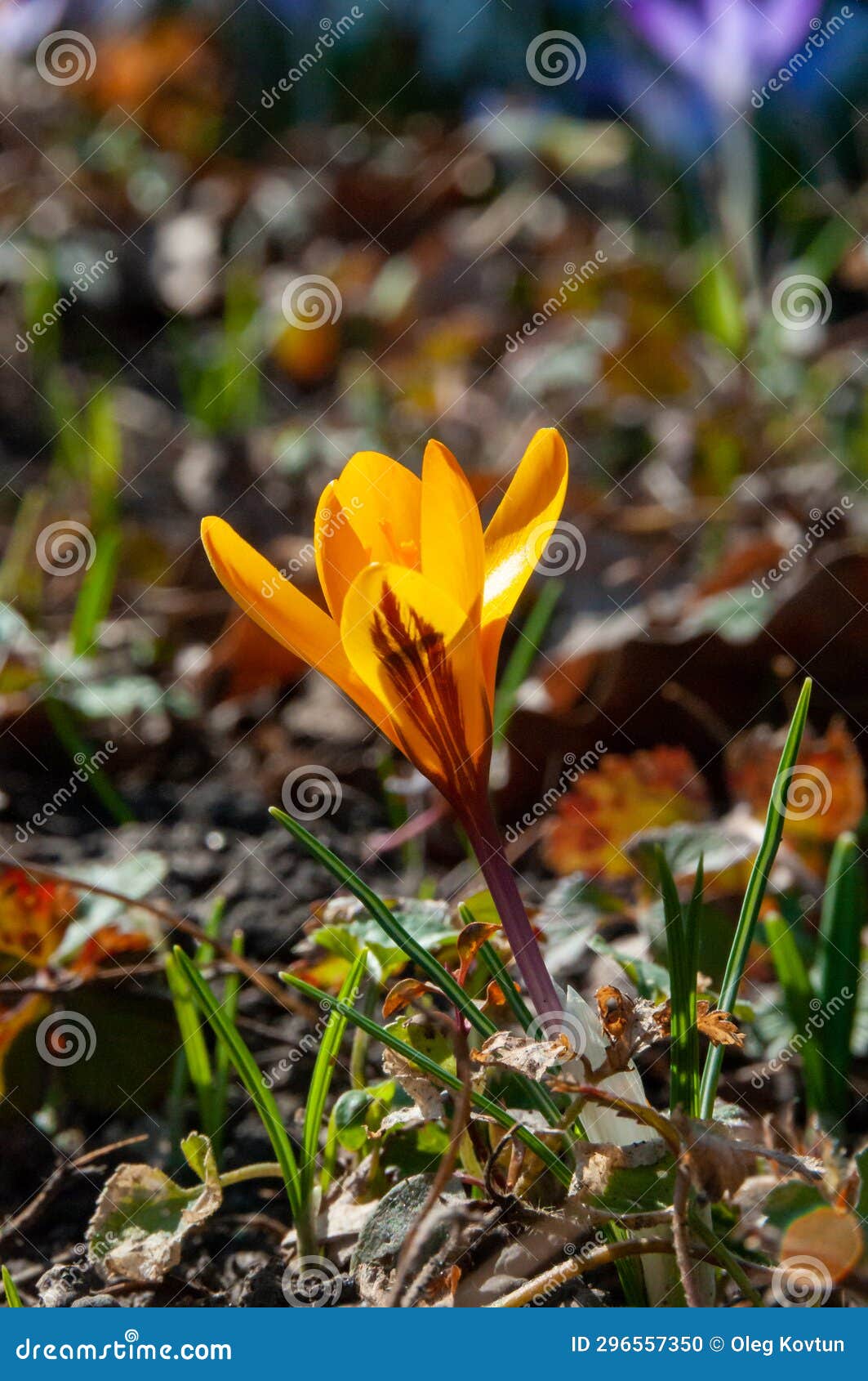 Yellow Crocus Dorothy - First Spring Flower Blooms Stock Photo - Image ...