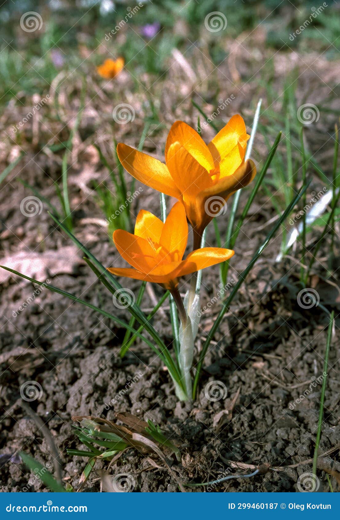 Yellow Crocus Dorothy - First Spring Flower Blooms Stock Image - Image ...