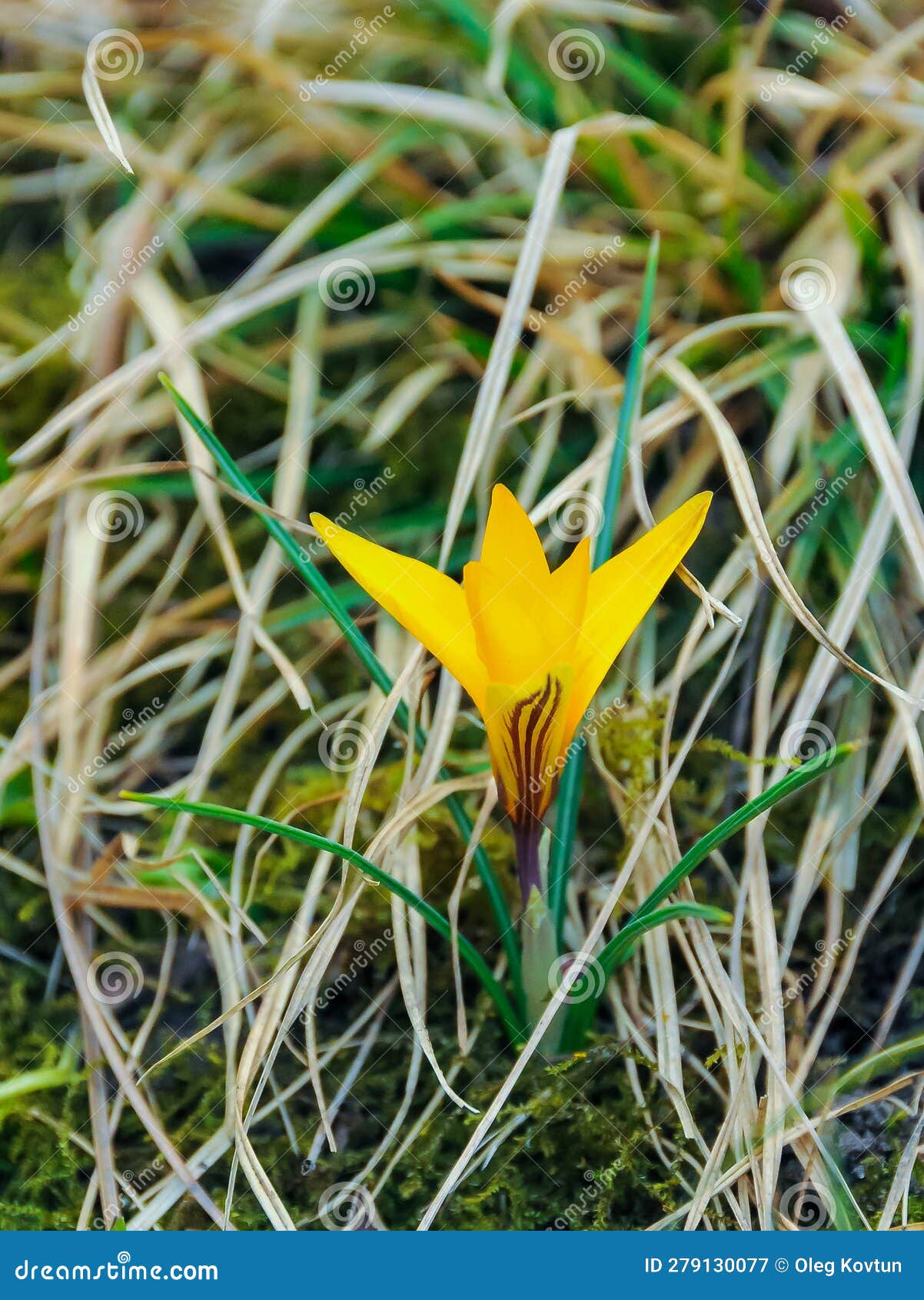 Yellow Crocus Dorothy - First Spring Flower Blooms in the Garden Stock ...