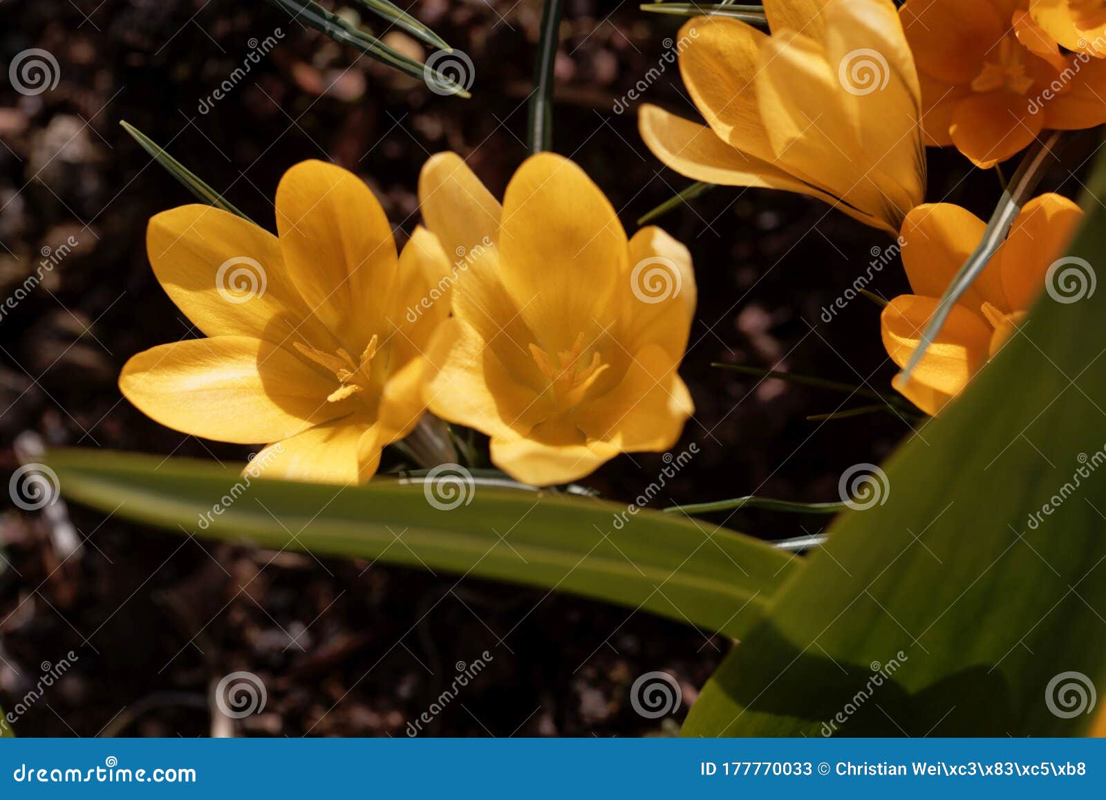 Yellow Crocus, Crocus Flavus Stock Image - Image of cultivated, plant ...