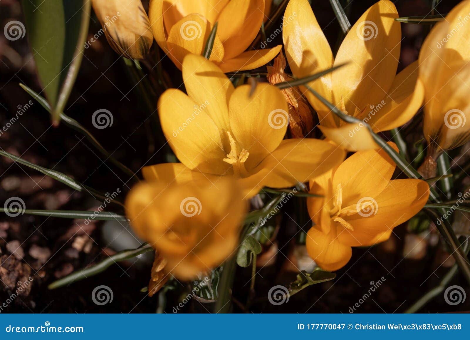 Yellow Crocus, Crocus Flavus Stock Image - Image of flavus, plant ...