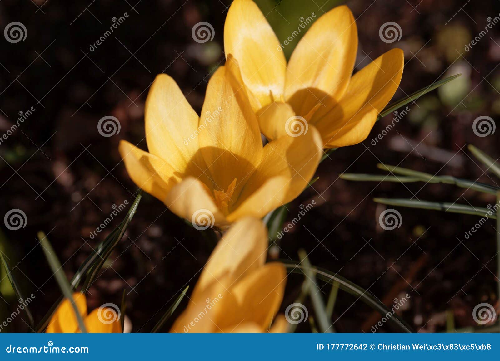 Yellow Crocus, Crocus Flavus Stock Photo - Image of macro, beauty ...