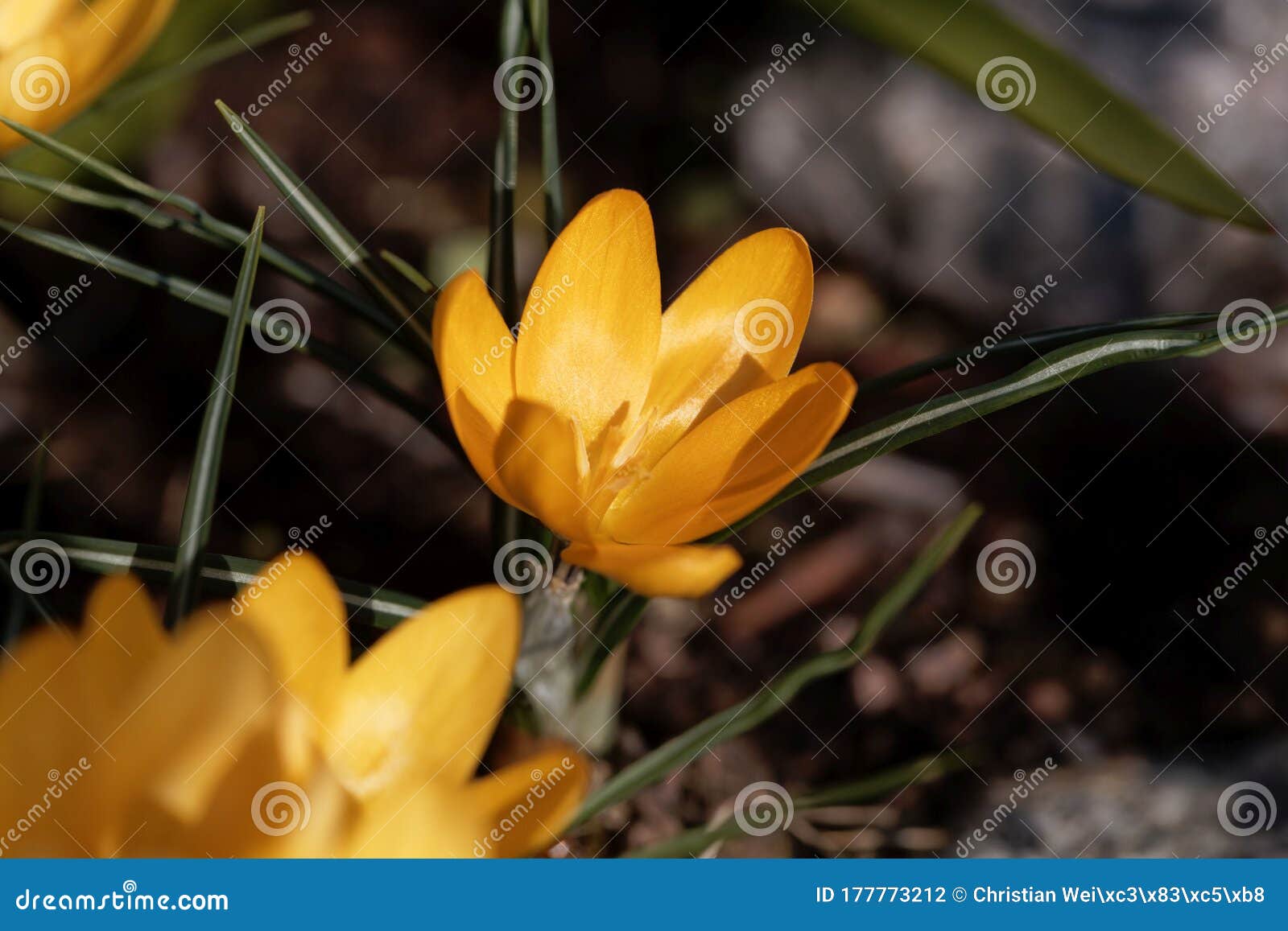 Yellow Crocus, Crocus Flavus Stock Photo - Image of closeup, natural ...