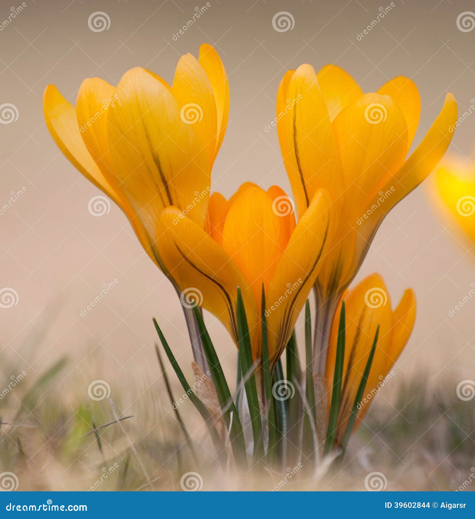 Yellow Crocus Flower stock photo. Image of blossom, wildflower - 39602844
