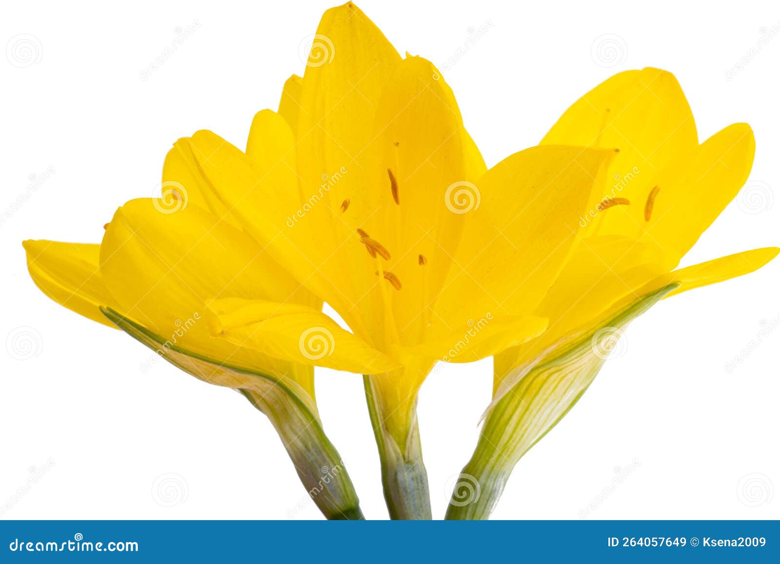 Yellow Crocus Flower Isolated Stock Image - Image of color, flora ...