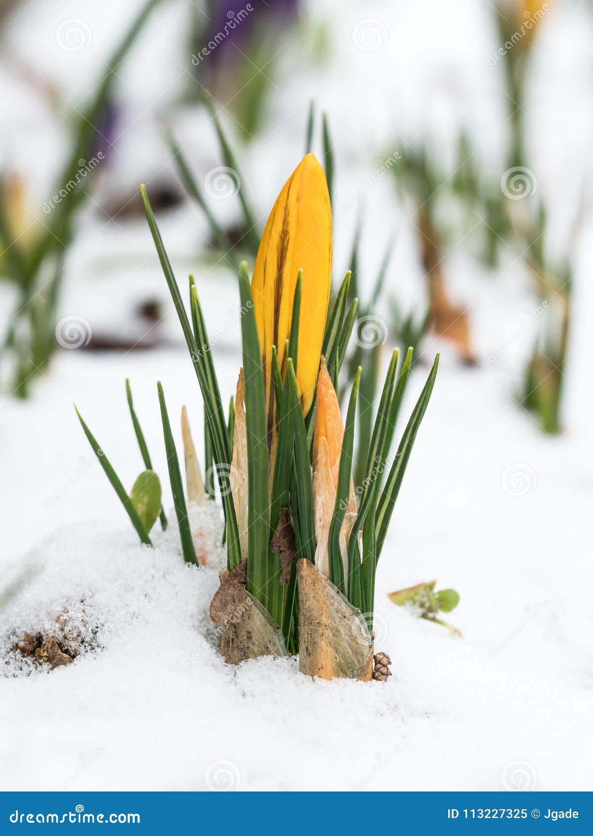 Yellow Crocus Flower in Snow Stock Image - Image of march, nature ...