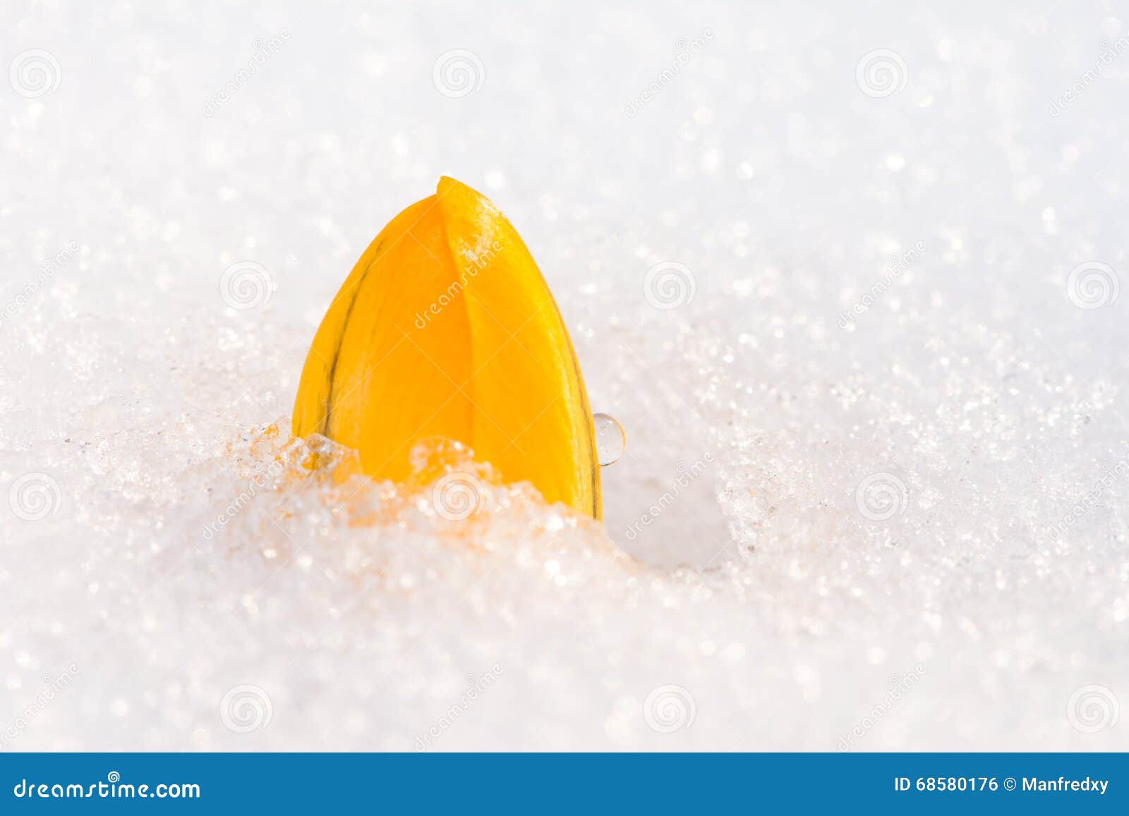 Yellow Crocus Flower in the Snow Stock Photo - Image of spring, cold ...