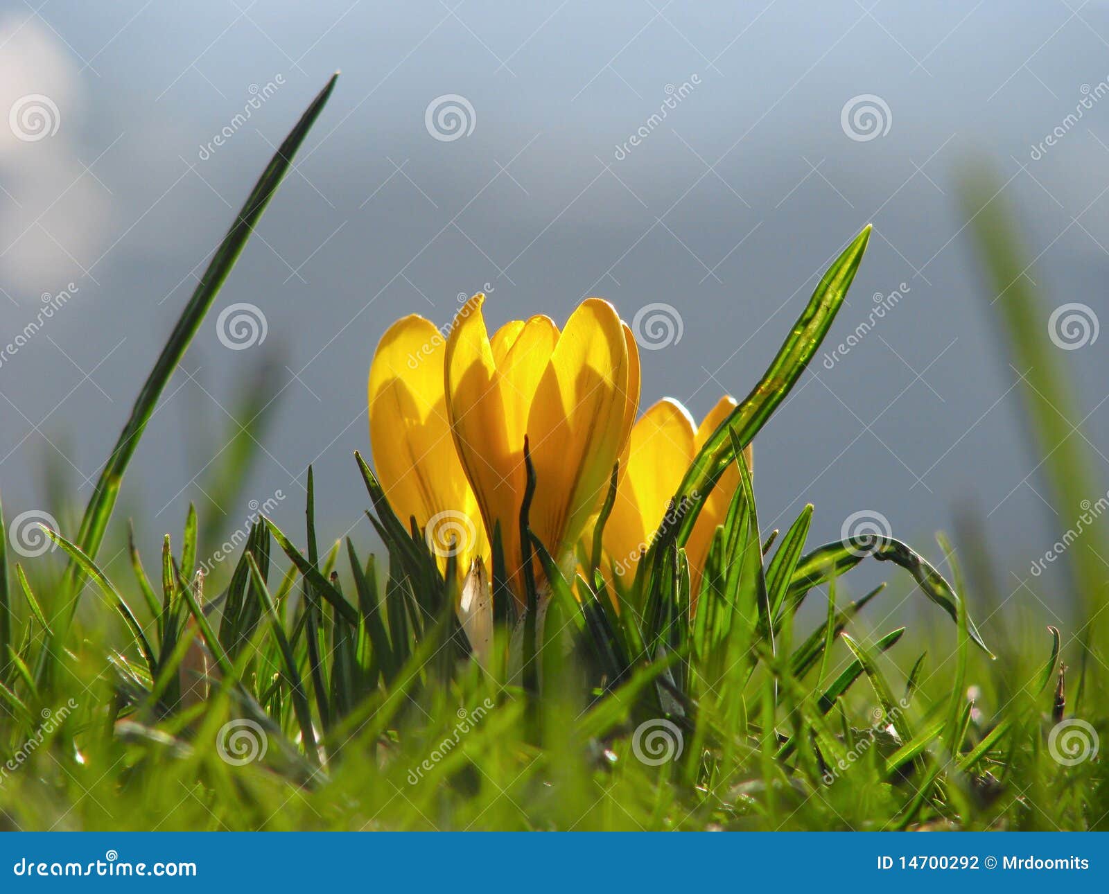 Yellow Crocus Flower in Spring Stock Photo - Image of beauty, freshness ...
