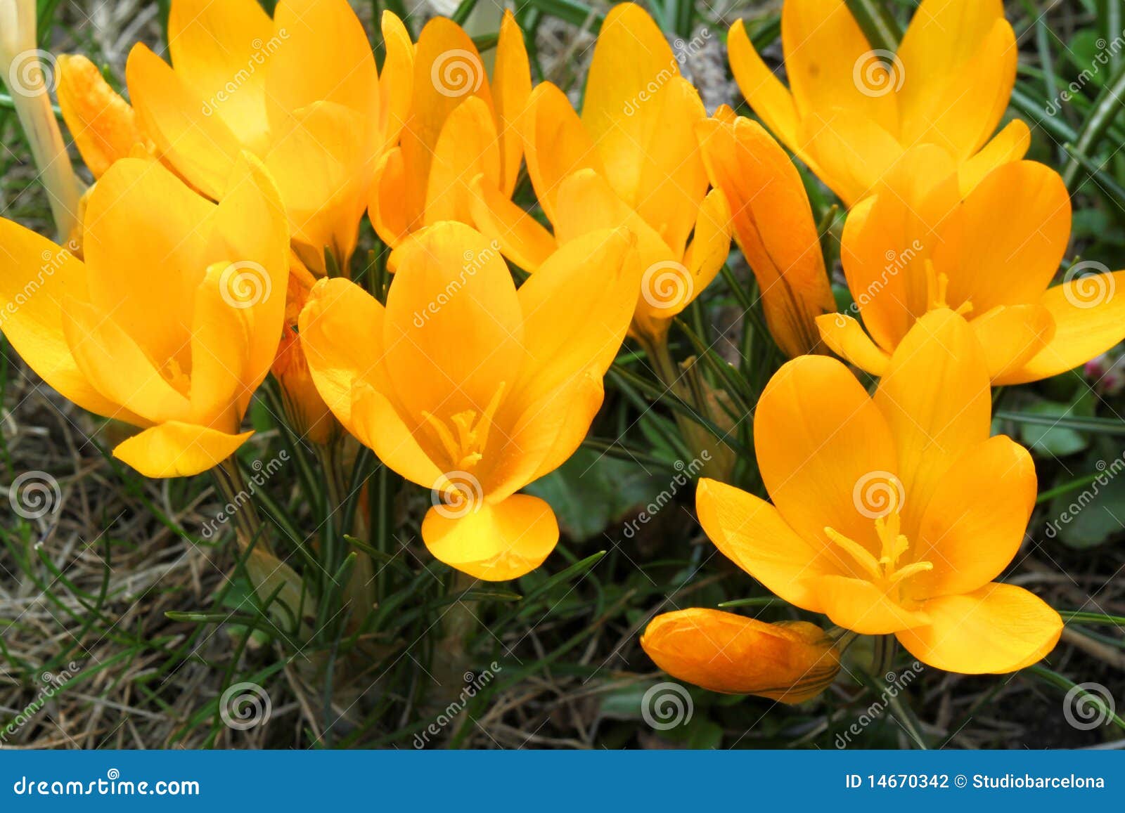 Yellow crocus flowers stock photo. Image of garden, plant - 14670342