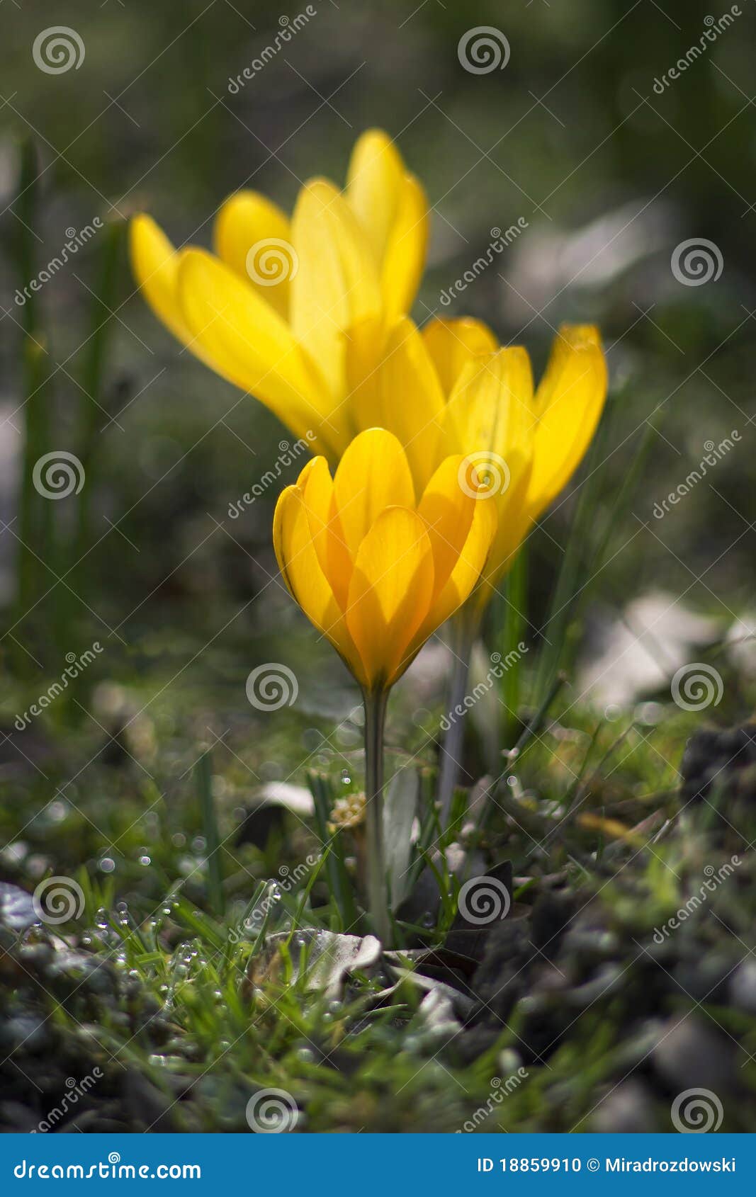 Yellow crocus flowers stock photo. Image of garden, spring - 18859910