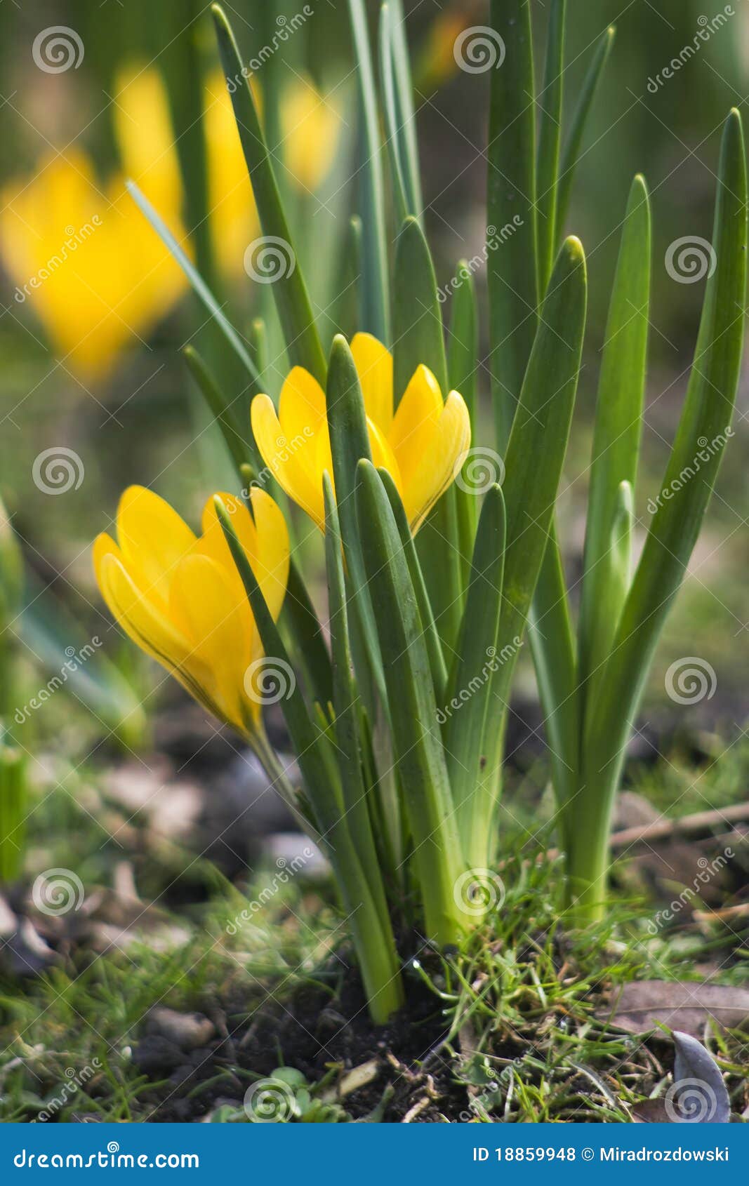 Yellow crocus flowers stock photo. Image of flora, bokeh - 18859948
