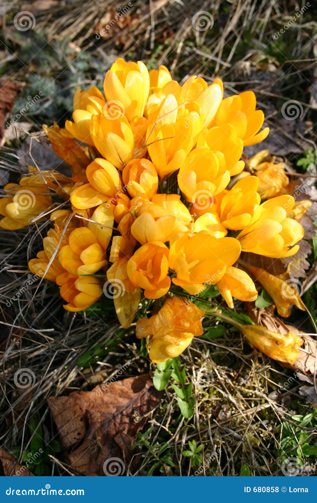 Yellow Crocus Flowers in Bloom Stock Photo - Image of nature, flowery ...