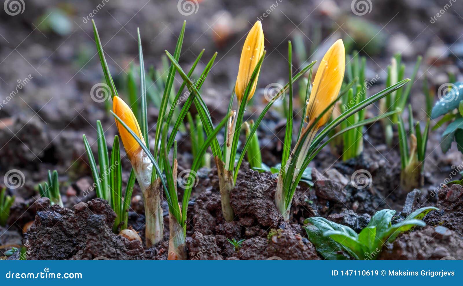Yellow Crocus Flowers Growing in Garden with Rain Drops Comming Out of ...